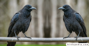 American Crow [Corvus brachyrhynchos] Habitat, Diet, Sound, More