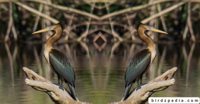 Anhinga [Anhinga anhinga] Birds, Habitat, Sounds, Diet, and More
