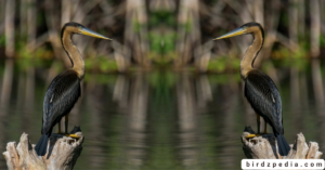Anhinga [Anhinga anhinga] Birds, Habitat, Sounds, Diet, and More