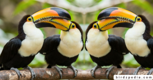 Toco Toucan[: Ramphastos toco] Overview, Habitat, Diet, Sounds