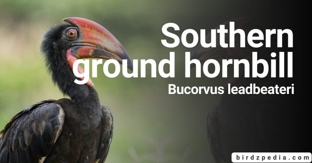 Southern Ground Hornbill [Bucorvus leadbeateri]: Complete Guide