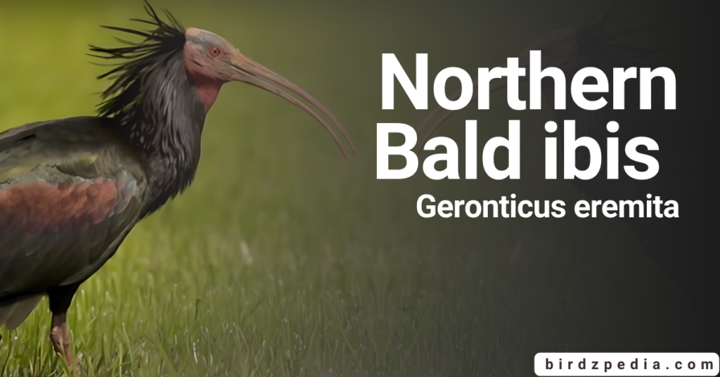 The Eagle: Symbol of Power, Majesty, and Precision in the Skies