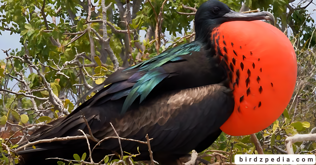 Great Frigatebird:[Fregata minor] Look of Nature's Aviator
