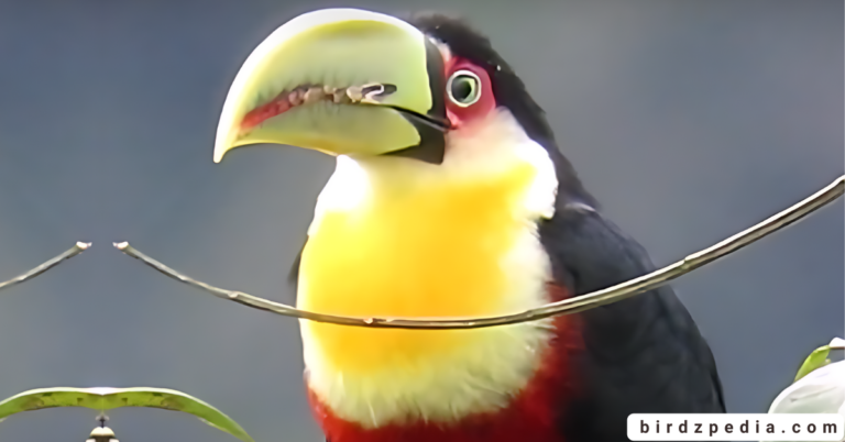 Red-Breasted Toucan: [Ramphastos dicolorus] A Symphony of Colors