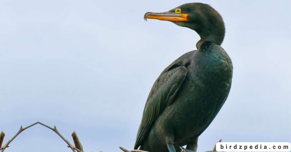 Pelagic cormorant: [Urile pelagicus] Odyssey Habitat, and Overview