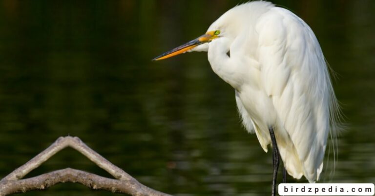 30 BIRDS WITH LONG LEGS identification and Pictures