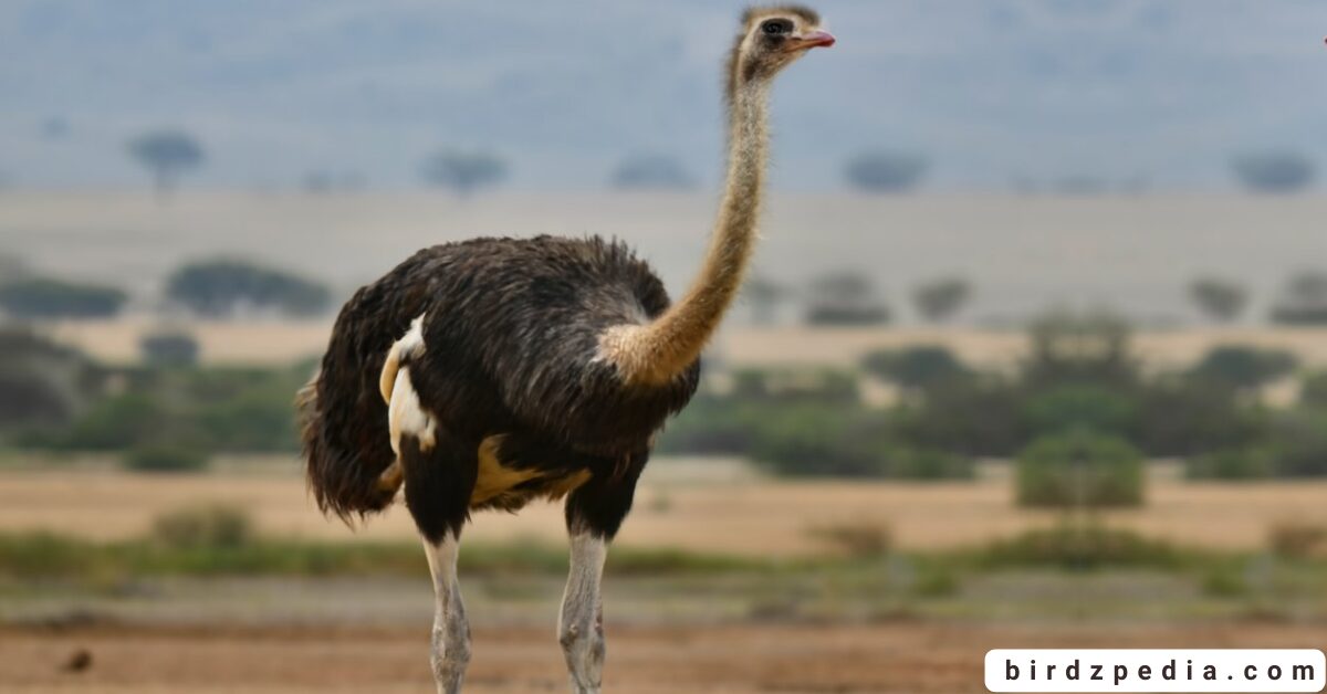 30 BIRDS WITH LONG LEGS identification and Pictures