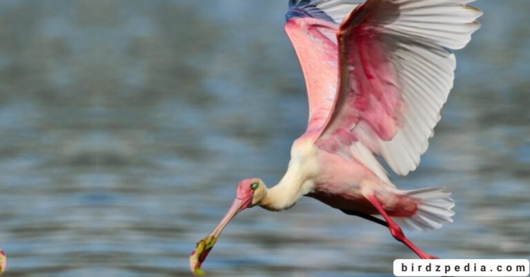 30 BIRDS WITH LONG LEGS identification and Pictures