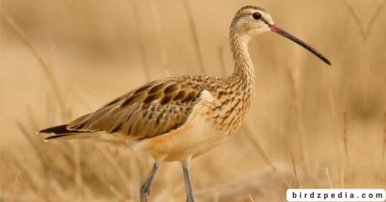 30 BIRDS WITH LONG LEGS identification and Pictures