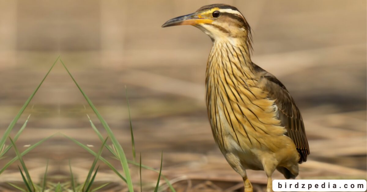 30 BIRDS WITH LONG LEGS identification and Pictures