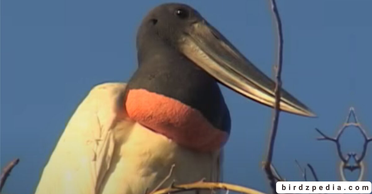 30 BIRDS WITH LONG LEGS identification and Pictures