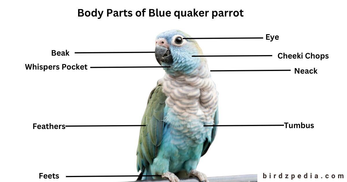 BLUE QUAKER PARROT Nature's Majestic Marvels