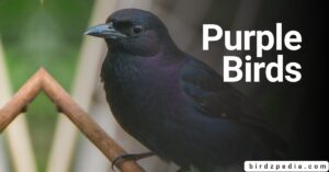 48 Enchanting Purple Birds: Overview And Identification