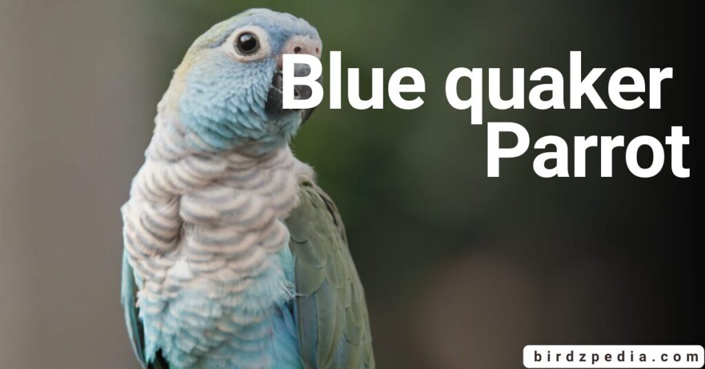 BLUE QUAKER PARROT Nature's Majestic Marvels