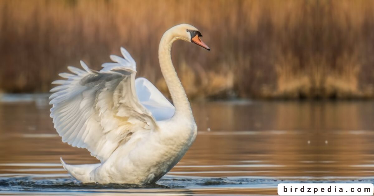 46 BEAUTIFUL WHITE BIRDS Their Pictures and overview