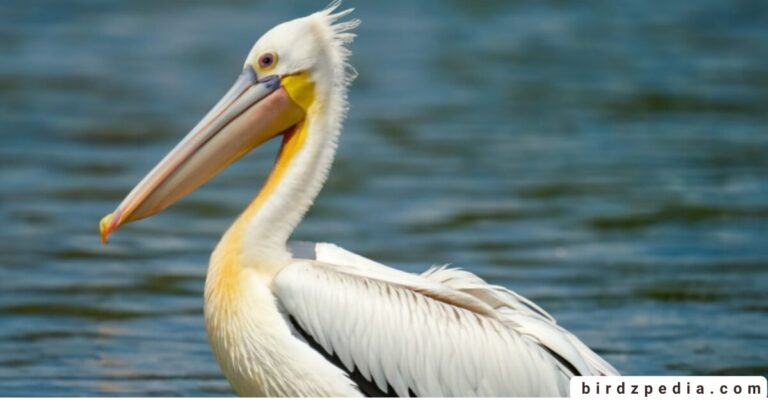 46 BEAUTIFUL WHITE BIRDS Their Pictures and overview