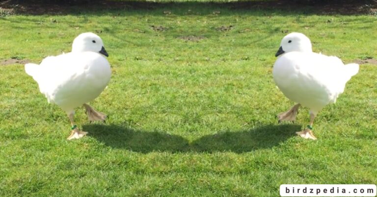 46 BEAUTIFUL WHITE BIRDS Their Pictures and overview