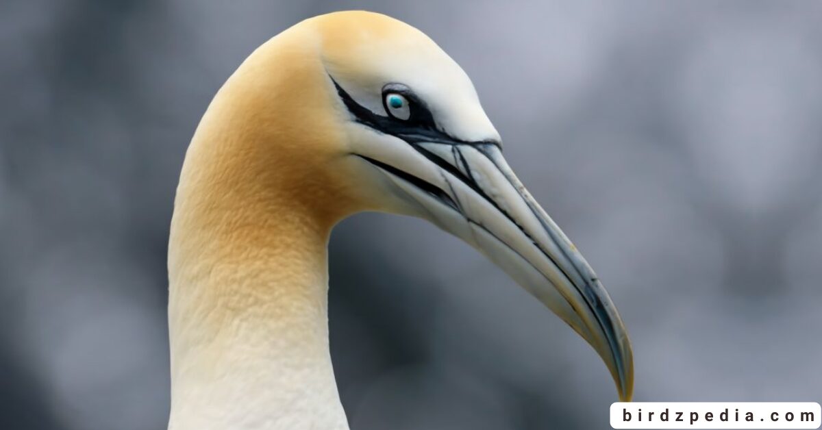 46 BEAUTIFUL WHITE BIRDS Their Pictures and overview