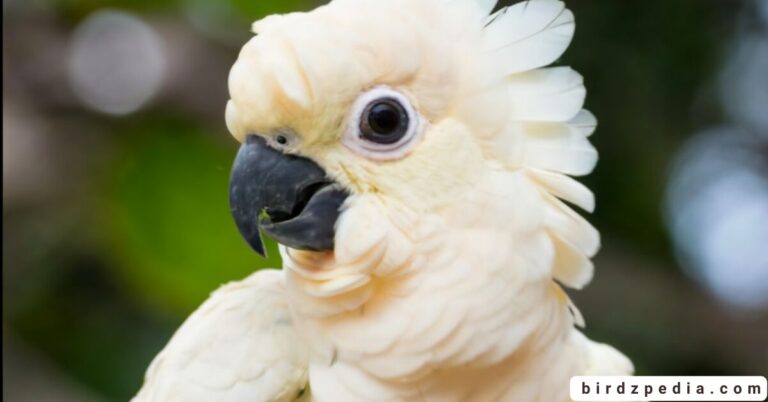 46 BEAUTIFUL WHITE BIRDS Their Pictures and overview