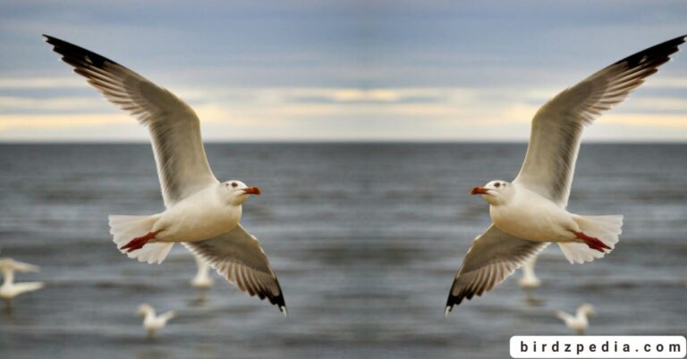 46 BEAUTIFUL WHITE BIRDS Their Pictures and overview