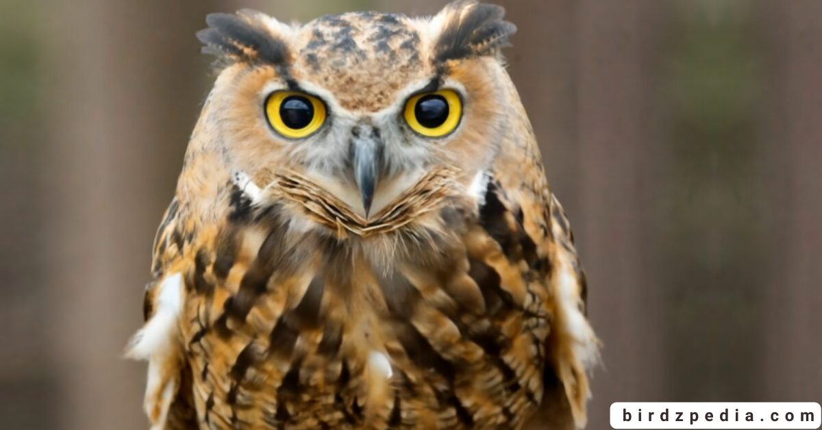 AMAZING OWL NAMES Their Meanings and Overview