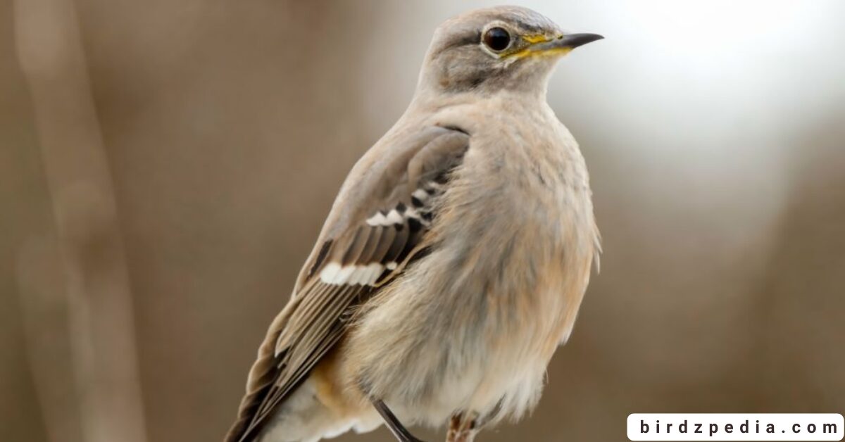 MOCKINGBIRD SYMBOLISM: Dream Meaning, Totem and more