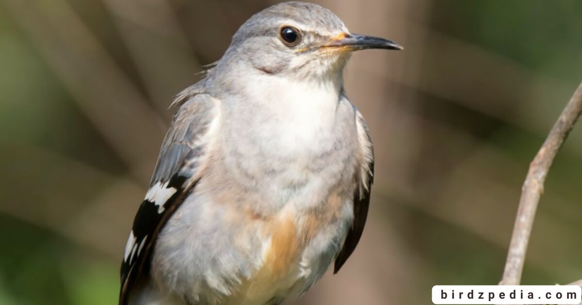 MOCKINGBIRD SYMBOLISM: Dream Meaning, Totem and more