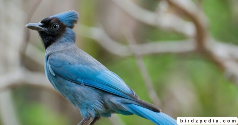 Are Blue Cardinals an Illusion or a True Story?