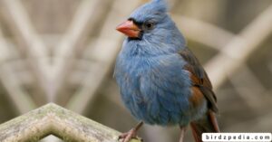 Are Blue Cardinals an Illusion or a True Story?