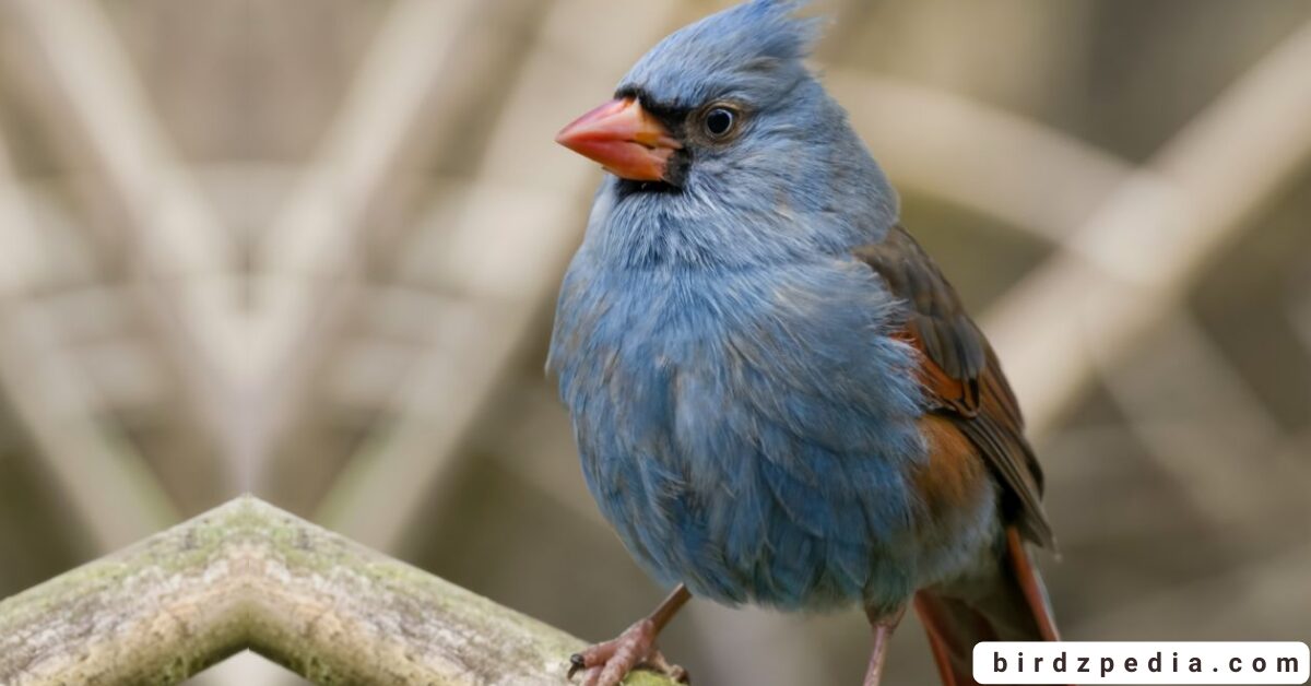 Are Blue Cardinals an Illusion or a True Story?