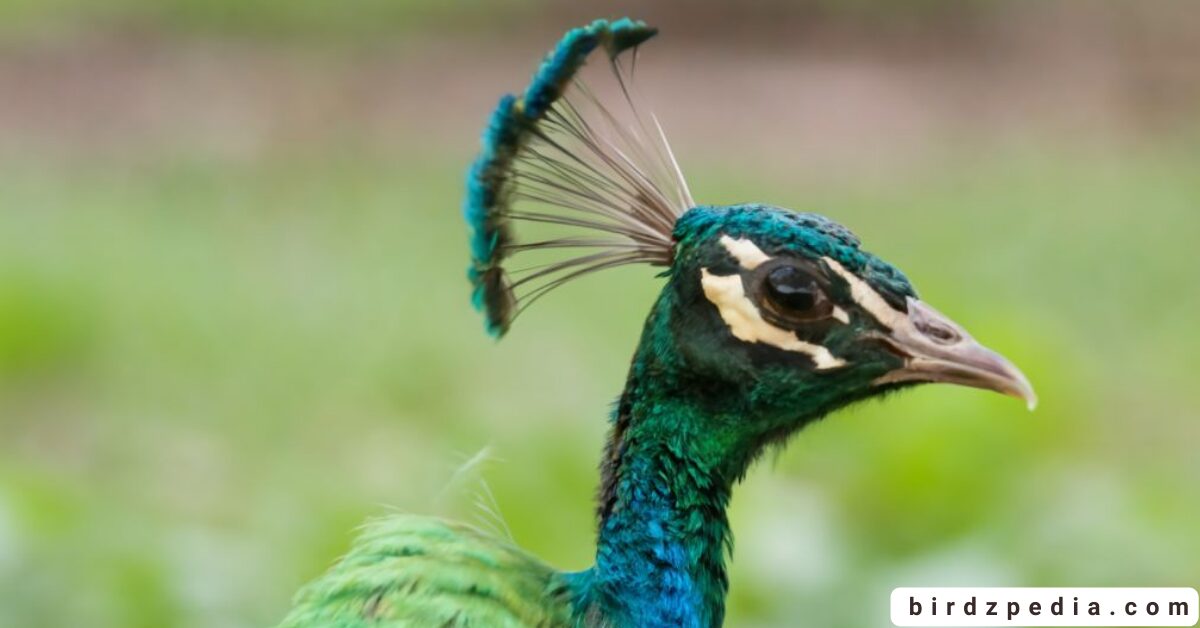 IS THE PINK PEACOCK REAL? Truth behind Their Existence