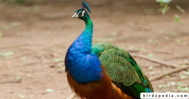 IS THE PINK PEACOCK REAL? Truth behind Their Existence