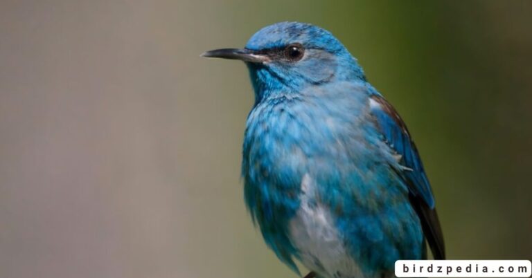BLUE BIRD SYMBOLISM: Significance and Spiritual Meanings