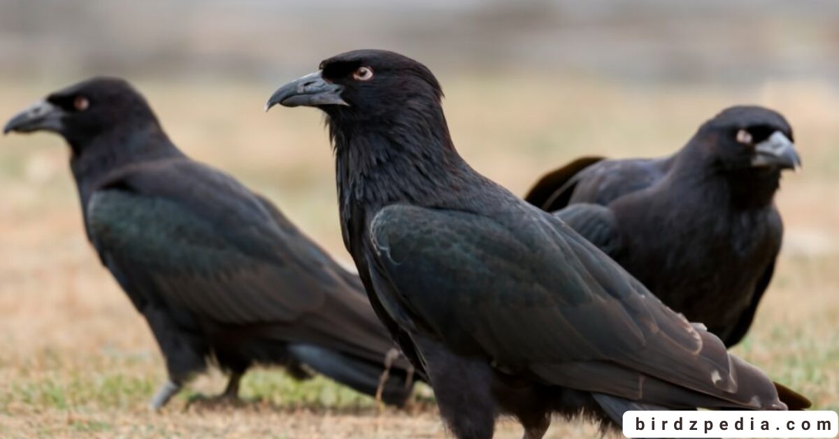 PET RAVEN NAMES: Meanings and Identification