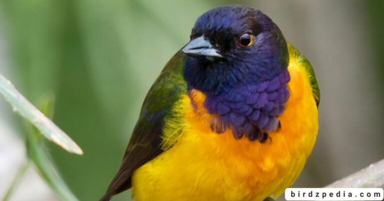 48 Enchanting Purple Birds: Overview And Identification