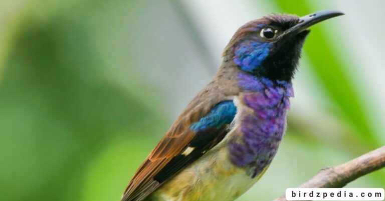 48 Enchanting Purple Birds: Overview And Identification