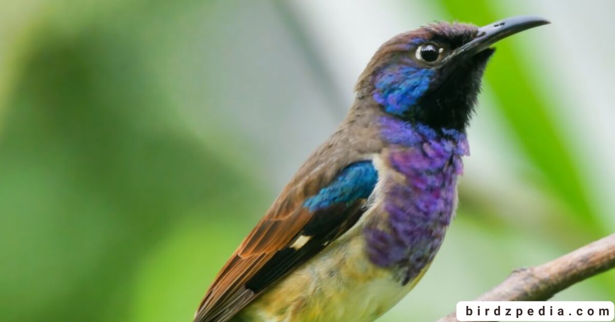 48 Enchanting Purple Birds: Overview And Identification