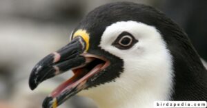 PENGUIN MOUTH: Journey into the Scary Depths