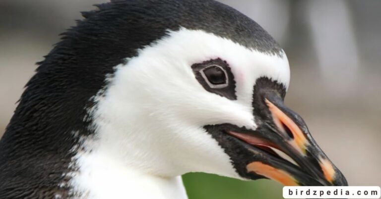 PENGUIN MOUTH: Journey into the Scary Depths