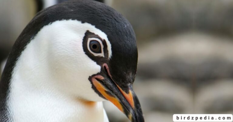 PENGUIN MOUTH: Journey into the Scary Depths