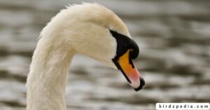THE TRUTH BEHIND SWAN TEETH Fact or Fiction?