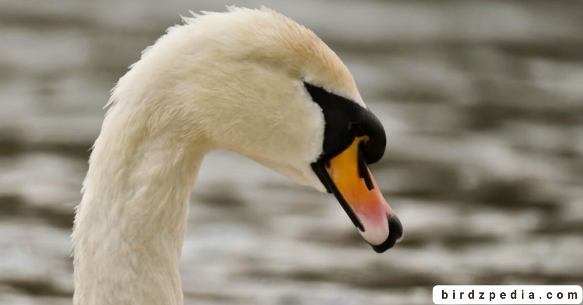 THE TRUTH BEHIND SWAN TEETH Fact or Fiction?