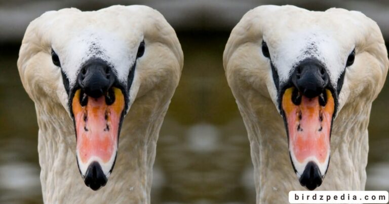 THE TRUTH BEHIND SWAN TEETH Fact or Fiction?