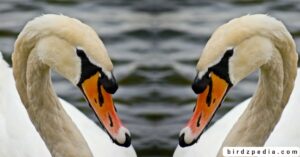 THE TRUTH BEHIND SWAN TEETH Fact or Fiction?