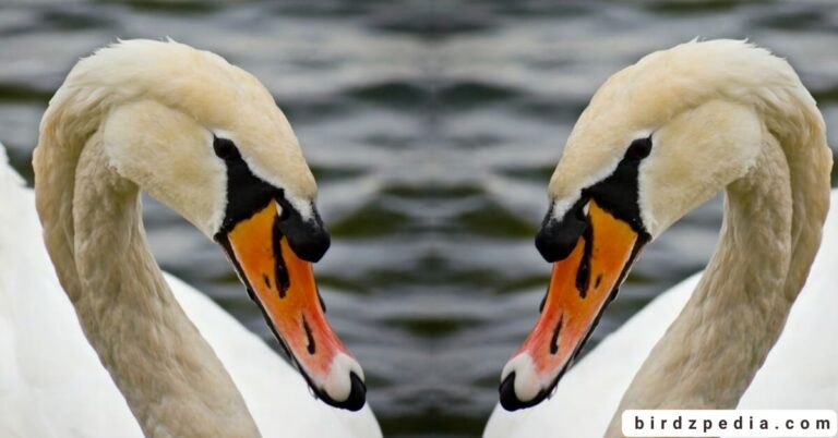 THE TRUTH BEHIND SWAN TEETH Fact or Fiction?