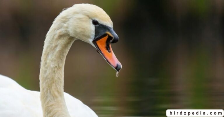 THE TRUTH BEHIND SWAN TEETH Fact or Fiction?