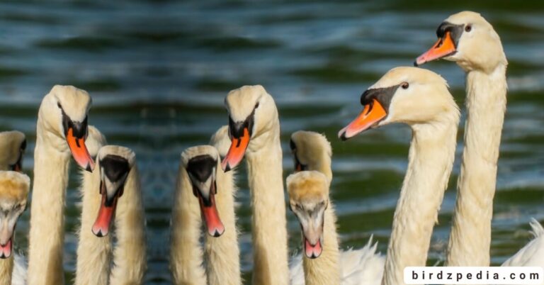 THE TRUTH BEHIND SWAN TEETH Fact or Fiction?