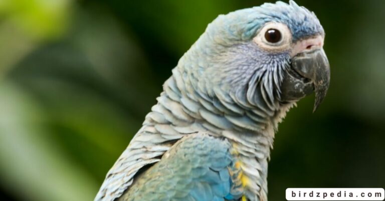 BLUE QUAKER PARROT Nature's Majestic Marvels