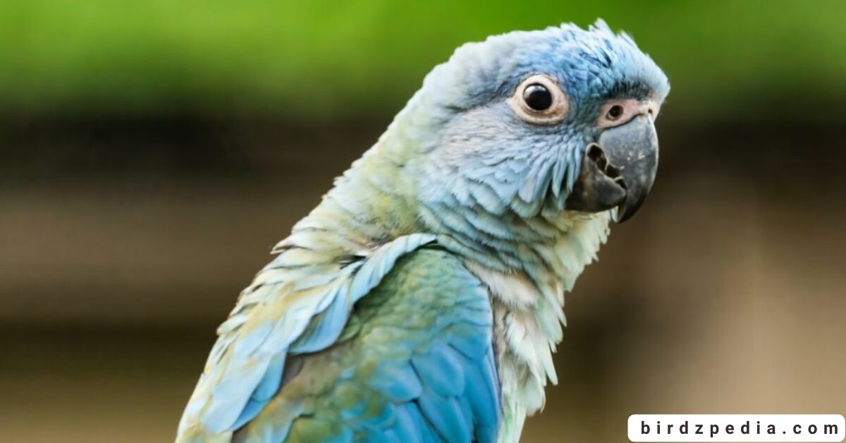 BLUE QUAKER PARROT Nature's Majestic Marvels