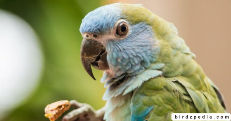 BLUE QUAKER PARROT Nature's Majestic Marvels